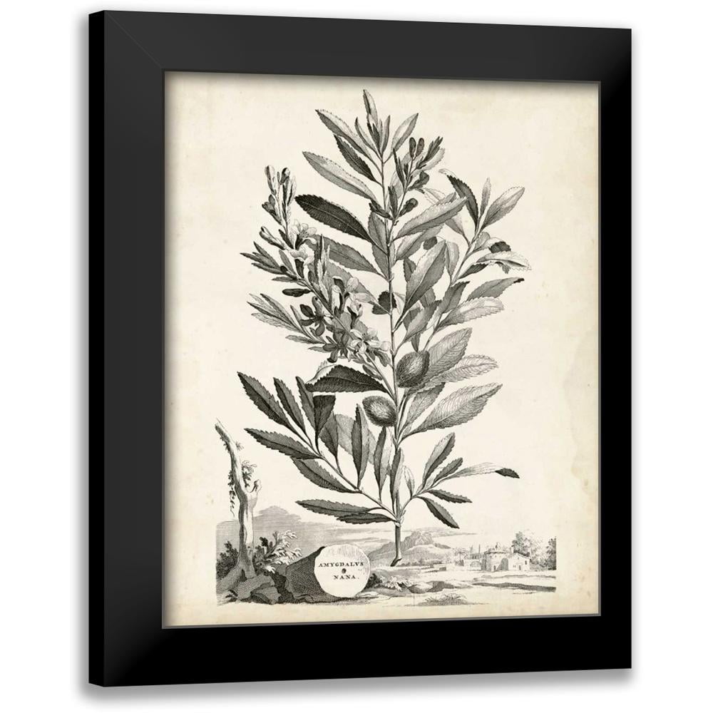 Munting, Abraham 15x18 Black Modern Framed Museum Art Print Titled ...