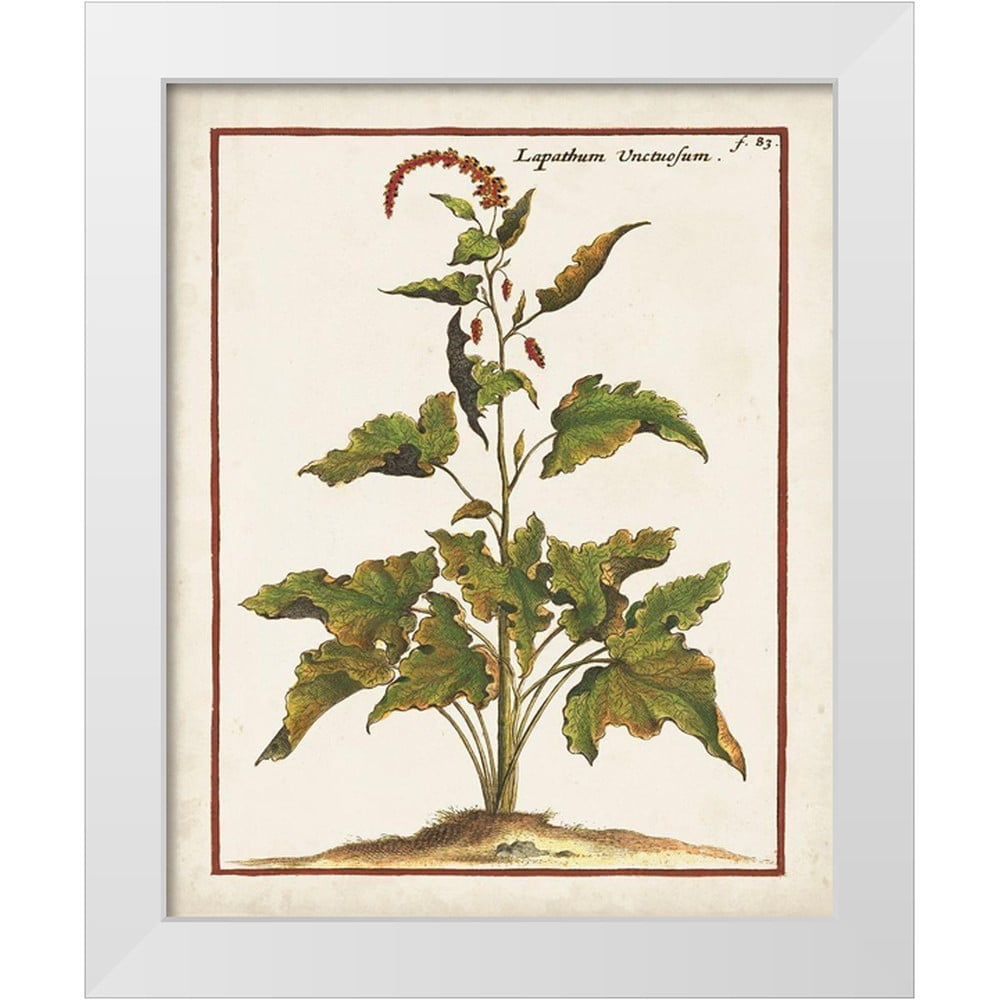 Munting, Abraham 15x18 White Modern Wood Framed Museum Art Print Titled ...