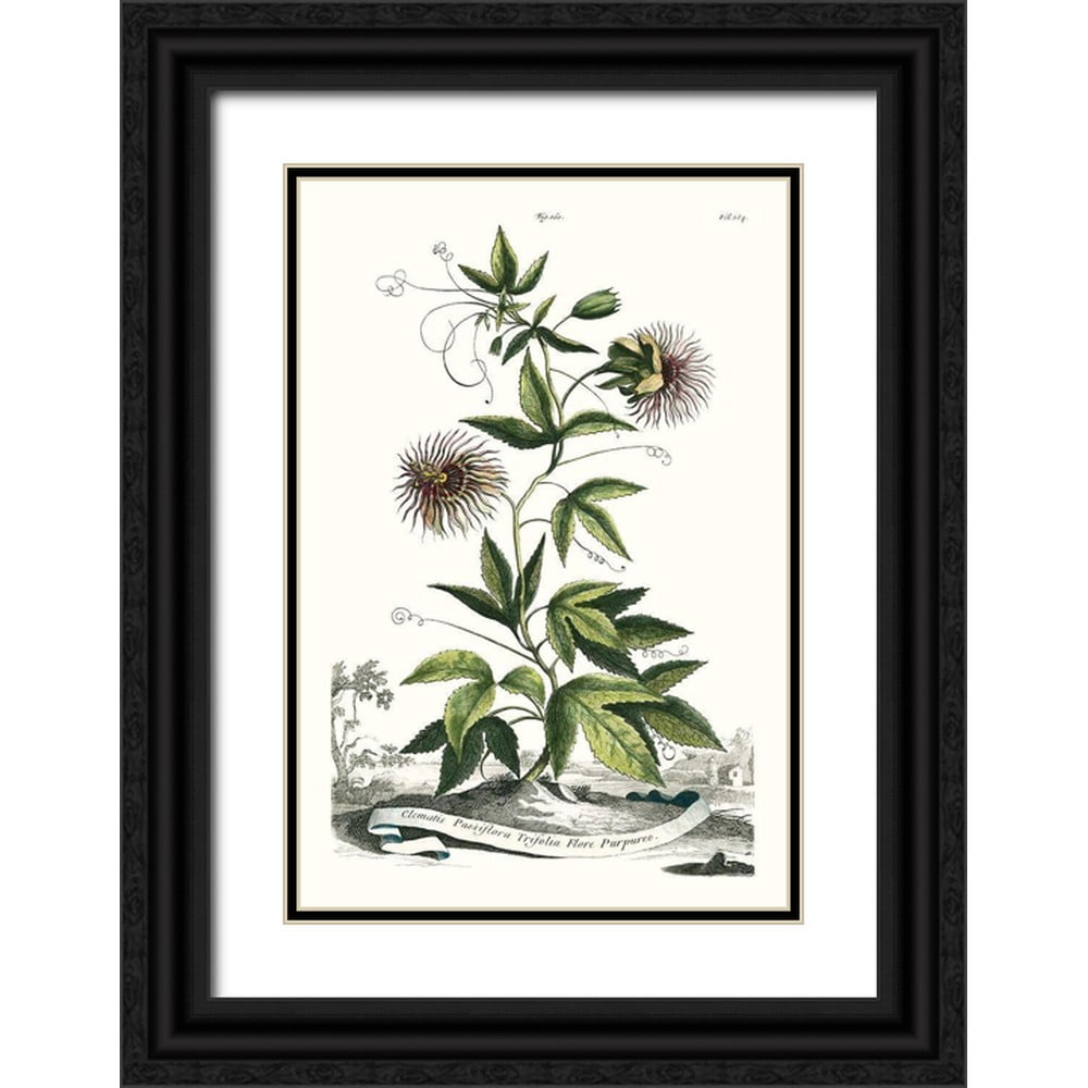 Munting, Abraham 17x24 Black Ornate Wood Framed with Double Matting ...