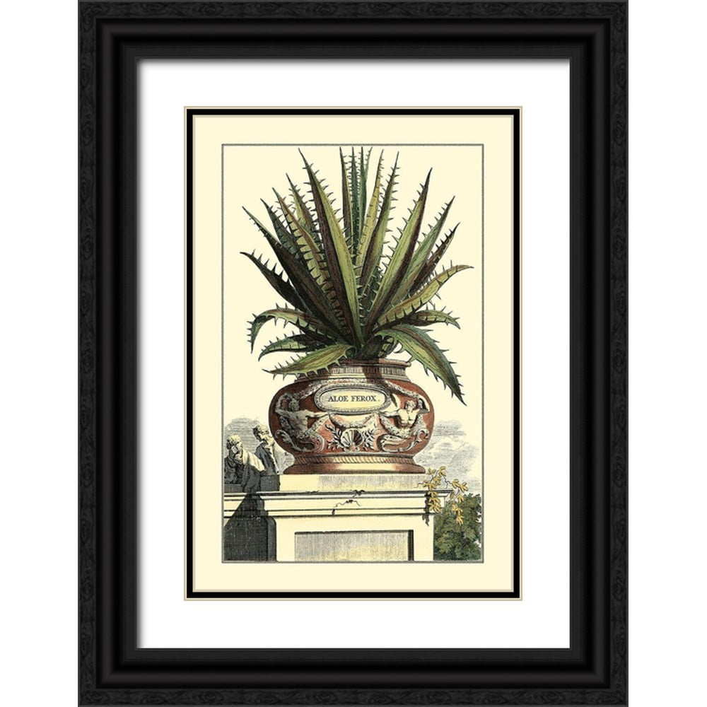 Munting, Abraham 23x32 Black Ornate Wood Framed with Double Matting ...