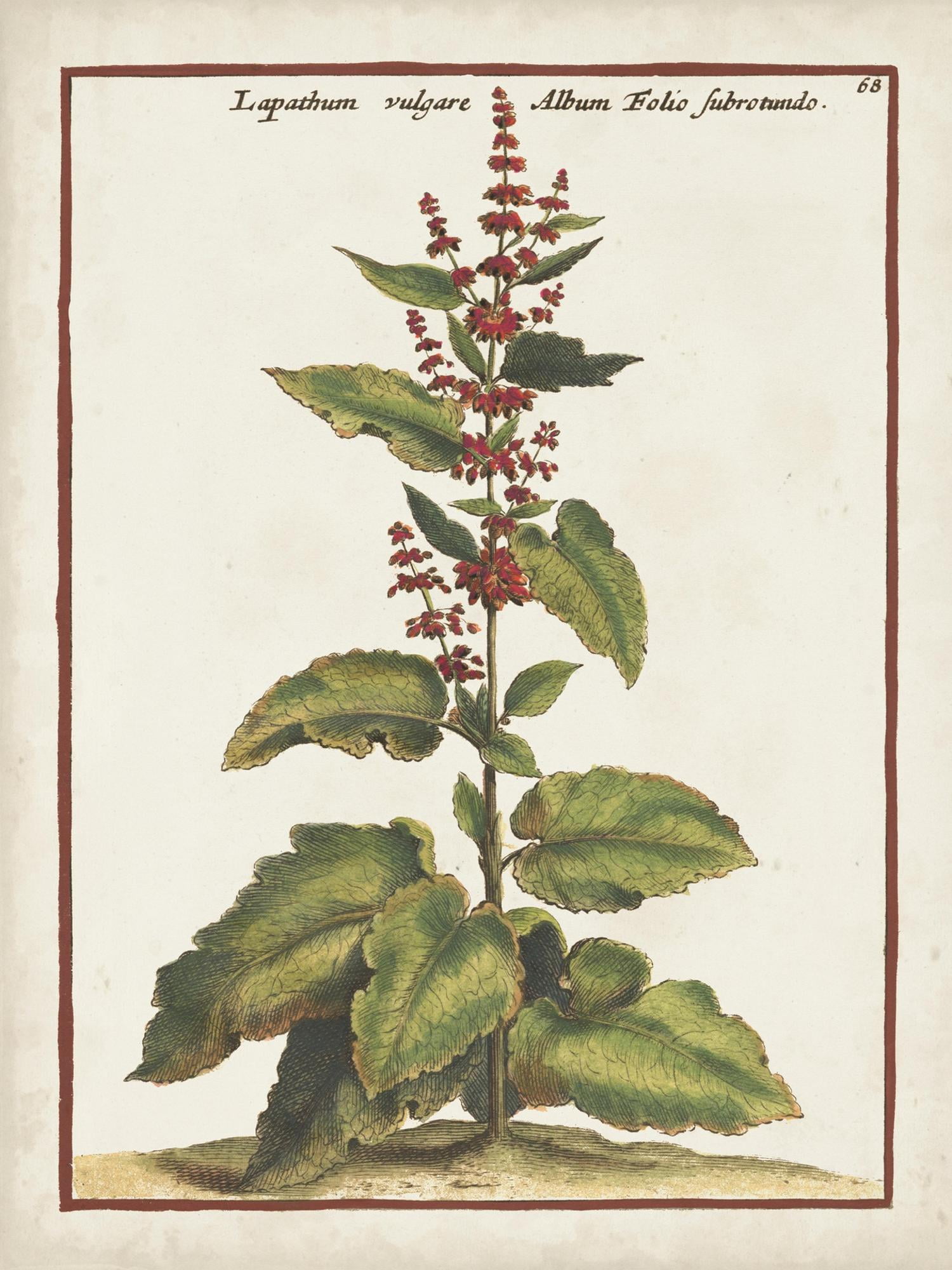 Art.com Munting Botanicals IV Art Print by Abraham Munting, 12" x 16 ...