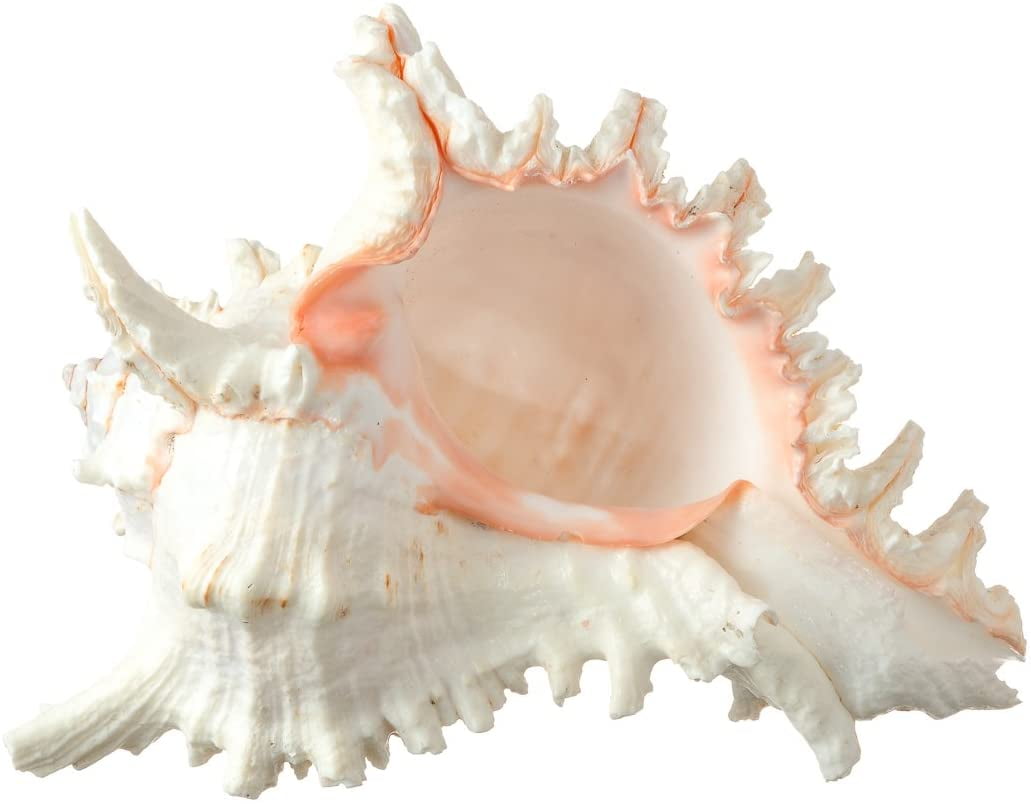 Murex Ramosus Shell Real Murex Sea Shell Large 7-9" Large Sea Shells for Decorating Jumbo ...