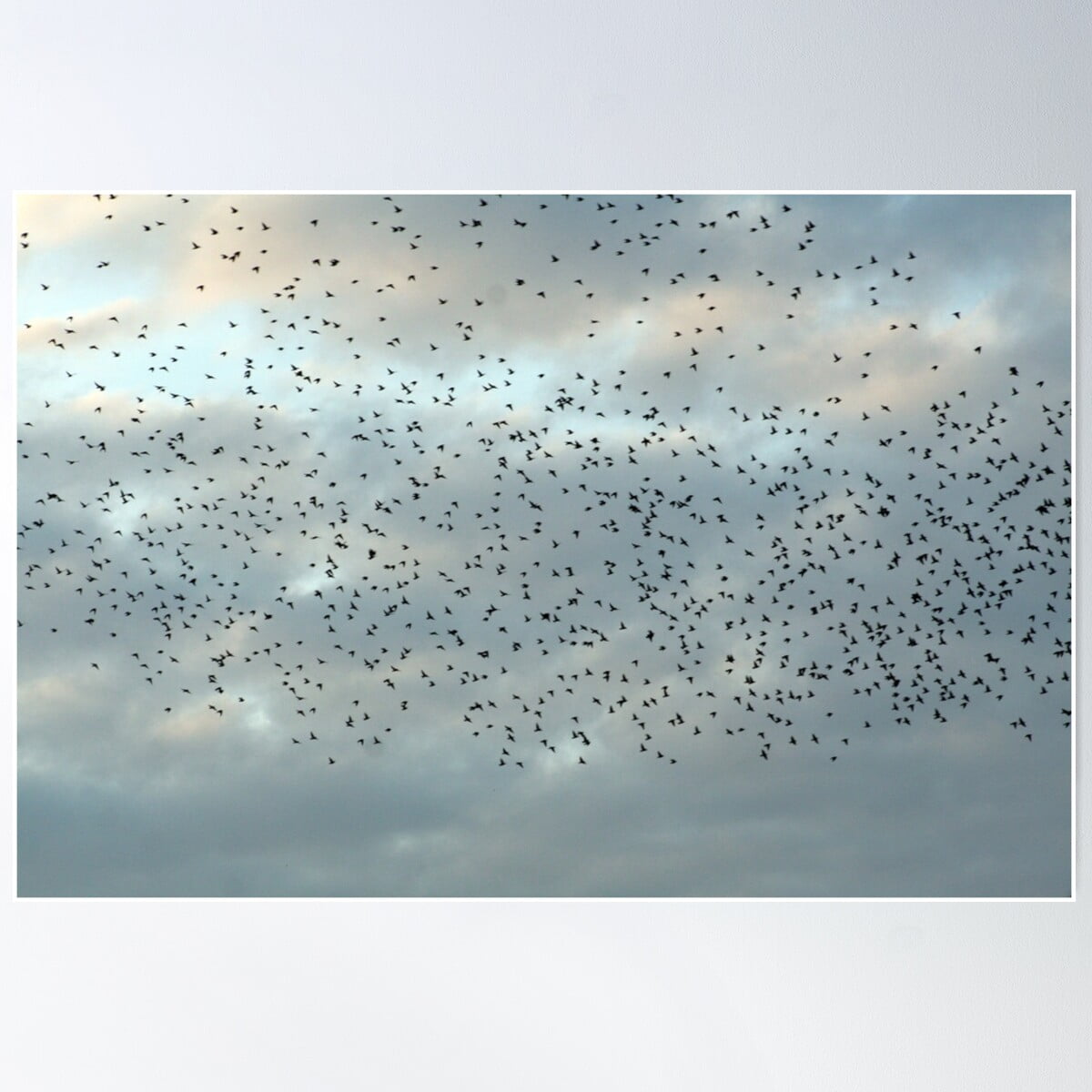Murmuration Starlings Flock Of Birds Poster Wall Art, Modern Wall Decor For Living Room Bedroom ...