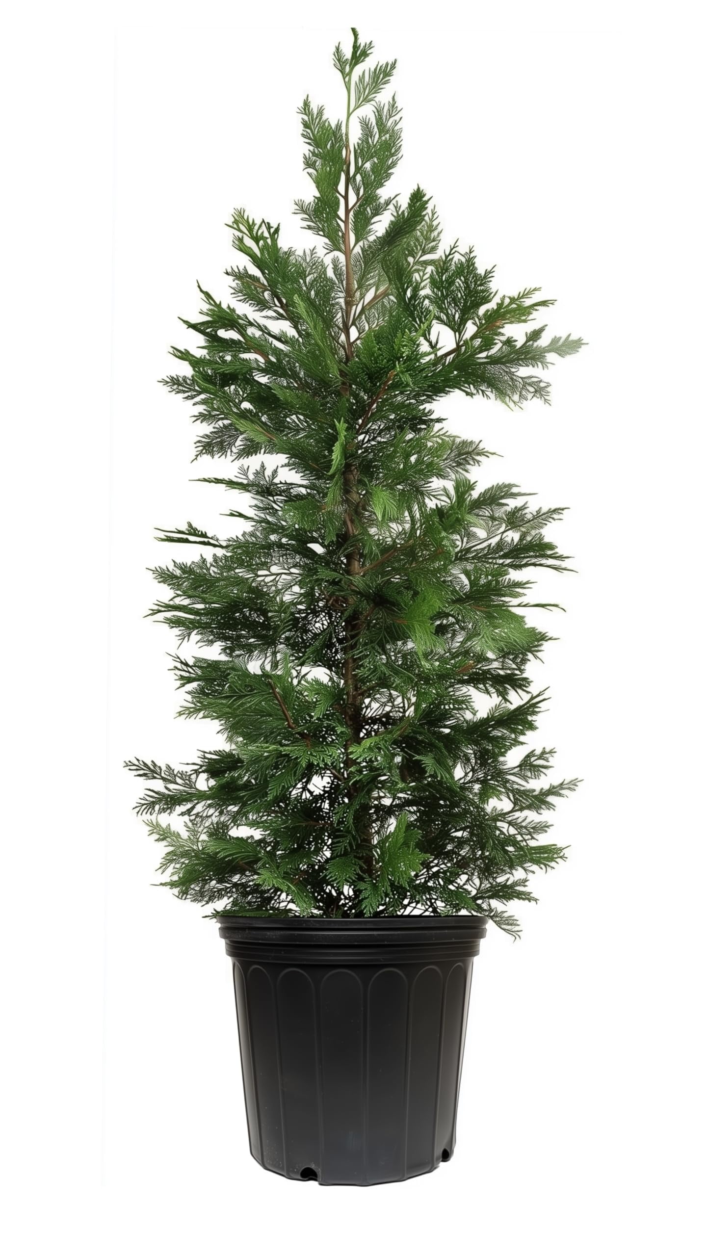 Murray Cypress | 1 Extra Large 3 Gallon Tree | Cupressocyparis ...