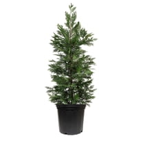 Thuja Green Giant | 2 Extra Large 3 Gallon Trees | Thuja standishii x ...