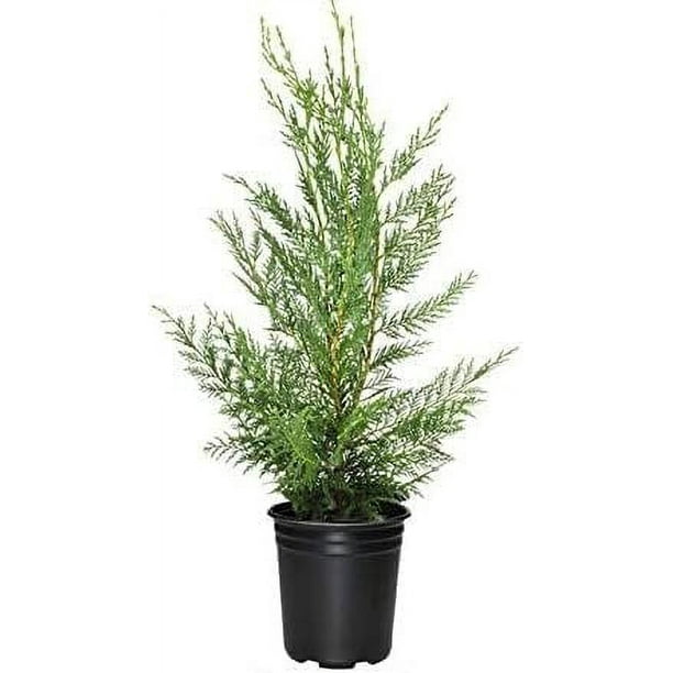 Murray Cypress 1 Large Gallon Size Container Cupressus x Leylandii Tree ...