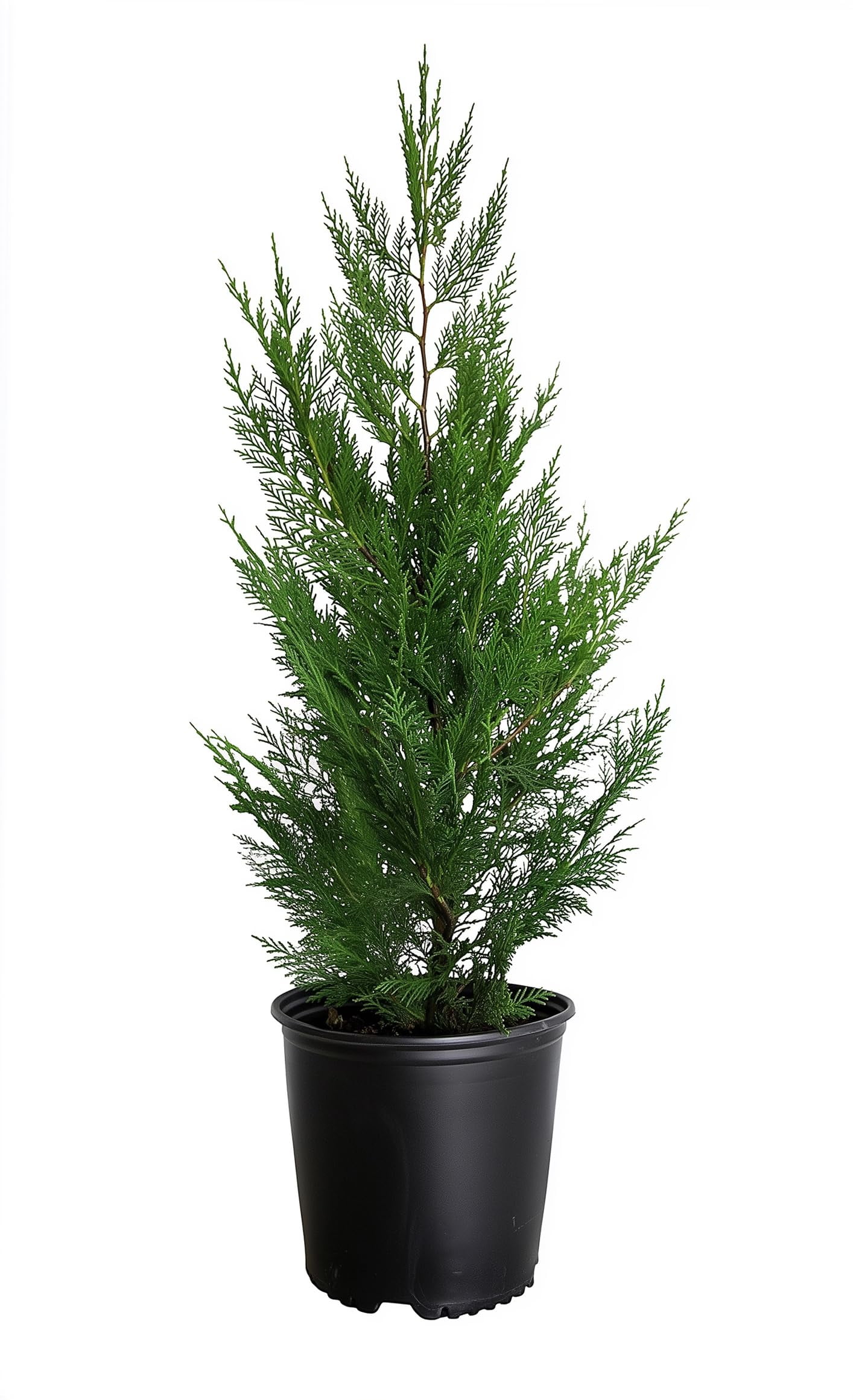 Murray Cypress | 1 Large Gallon Size Tree | Cupressocyparis leylandii ...