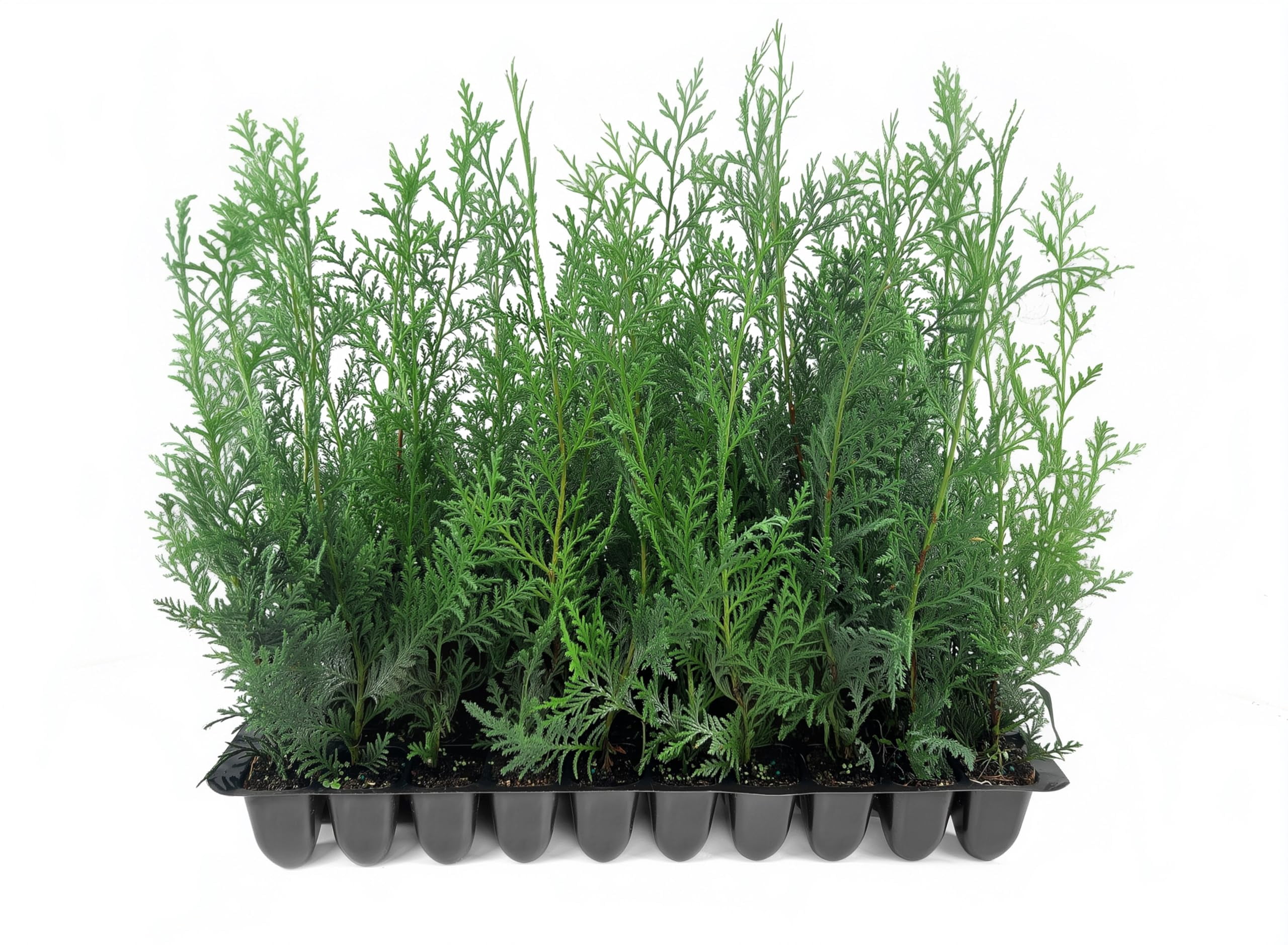 Murray Cypress | 10 Live Plants | Cupressocyparis leylandii ‘Murray ...