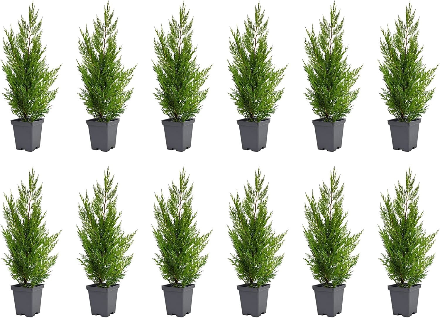 Murray Cypress Tree - 12 Live Quart Size Trees - Cupressus x Leylandii ...