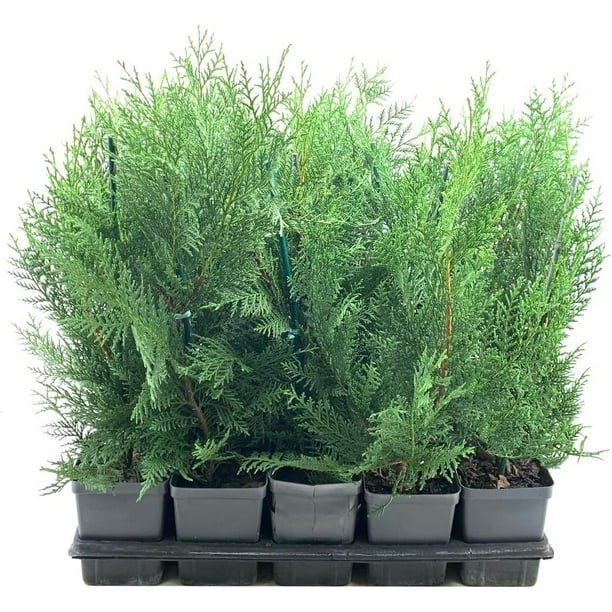 Murray Cypress Tree 30 Large Quart Size Containers Cupressus x ...