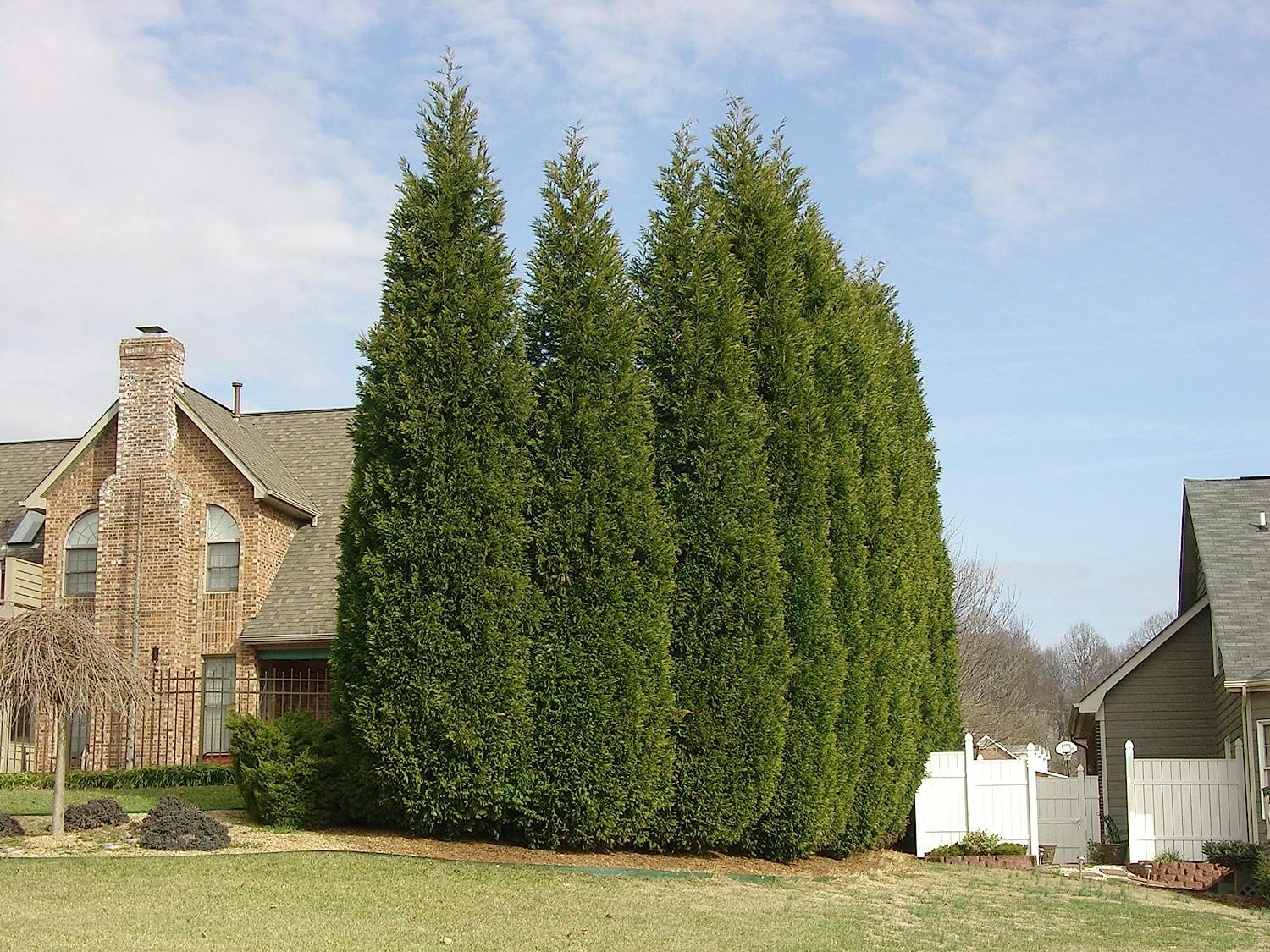 Leyland Cypress Trees - Walmart.com