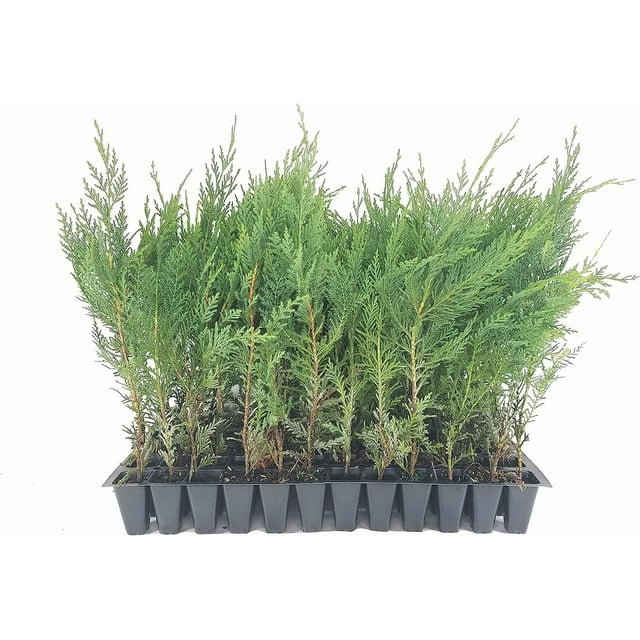 Murray Cypress Tree - 60 Live Plants - Upright Screening Evergreen Tree ...