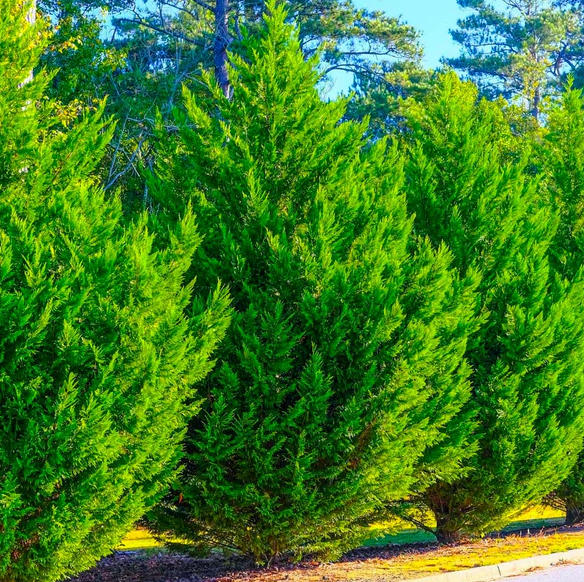 Murray Cypress Tree Live for Planting, Evergreen Tree 6 to 12 Inch Tall ...