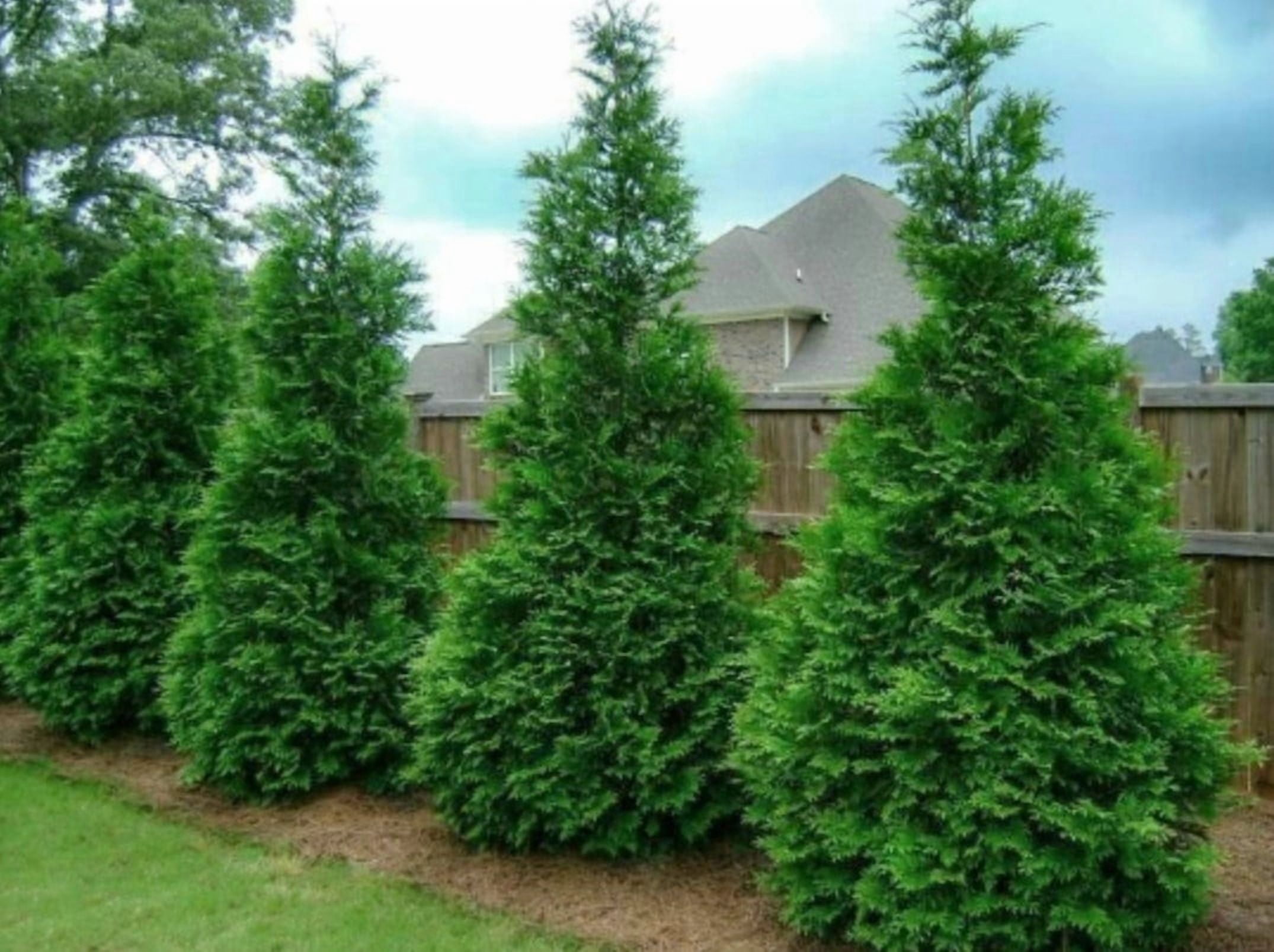 Murray Cypress Tree/Shrub Live Plant 6-12" Tall in 2.5" Pot- Seedlings ...