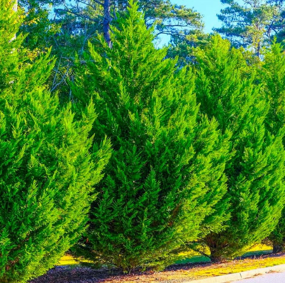 Murray Leyland Cypress Plant Live for Planting, Cupressocyparis ...