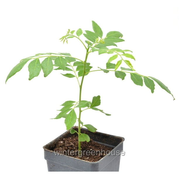 Murraya Koenigii, Curry Leaf, Sweet Neem - Pot Size: 3" (2.6x3.5 ...