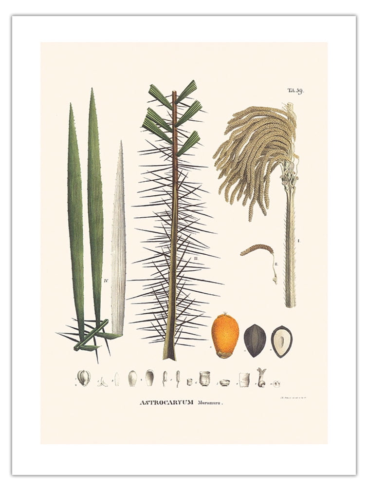 Murumuru Palm Tree (Astrocaryum Murumuru) - Flower and Seed - Vintage Botanical Illustration by ...