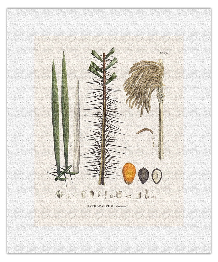 Murumuru Palm Tree (Astrocaryum Murumuru) - Flower and Seed - Vintage ...