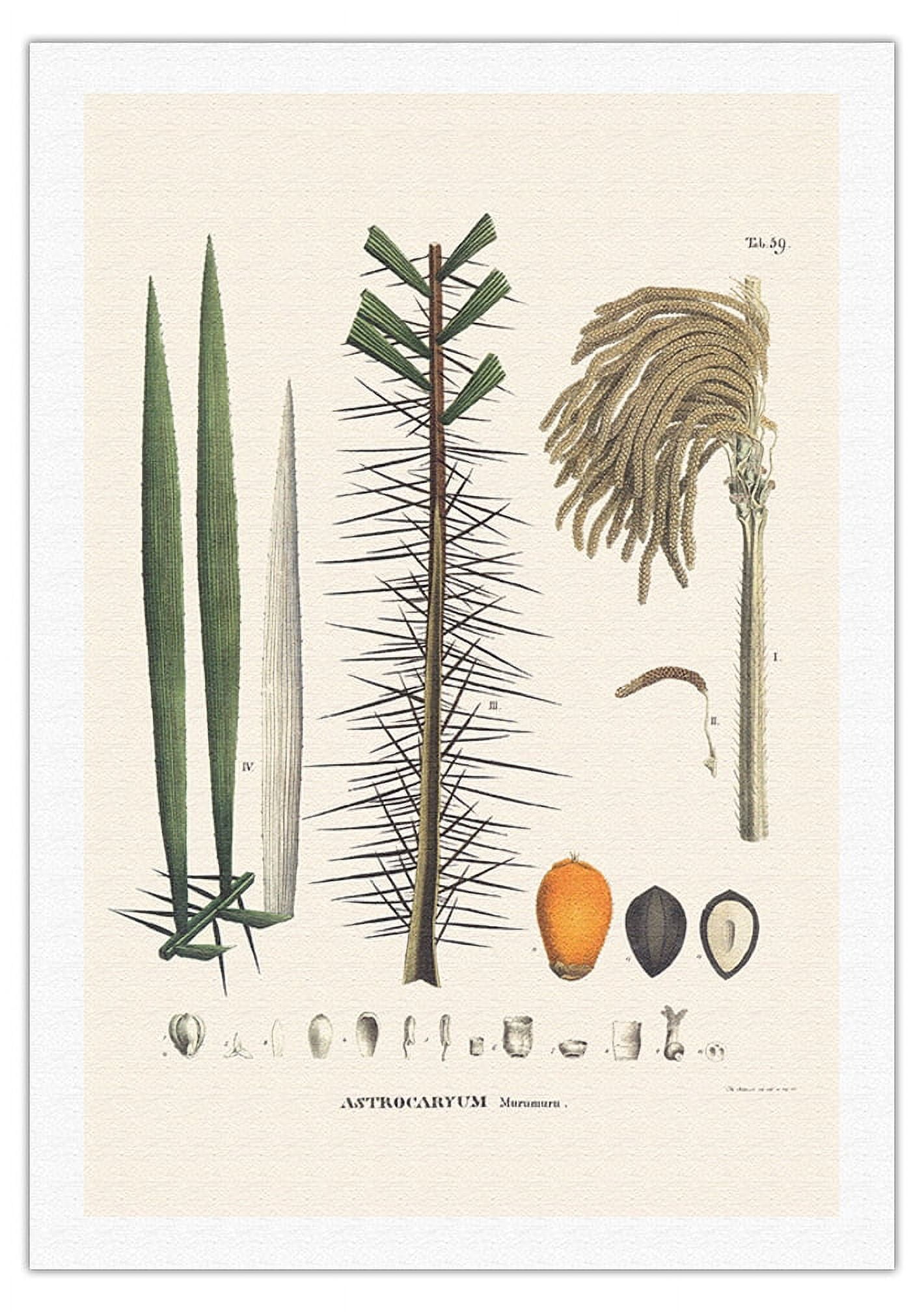 Murumuru Palm Tree (Astrocaryum Murumuru) - Flower and Seed - Vintage ...