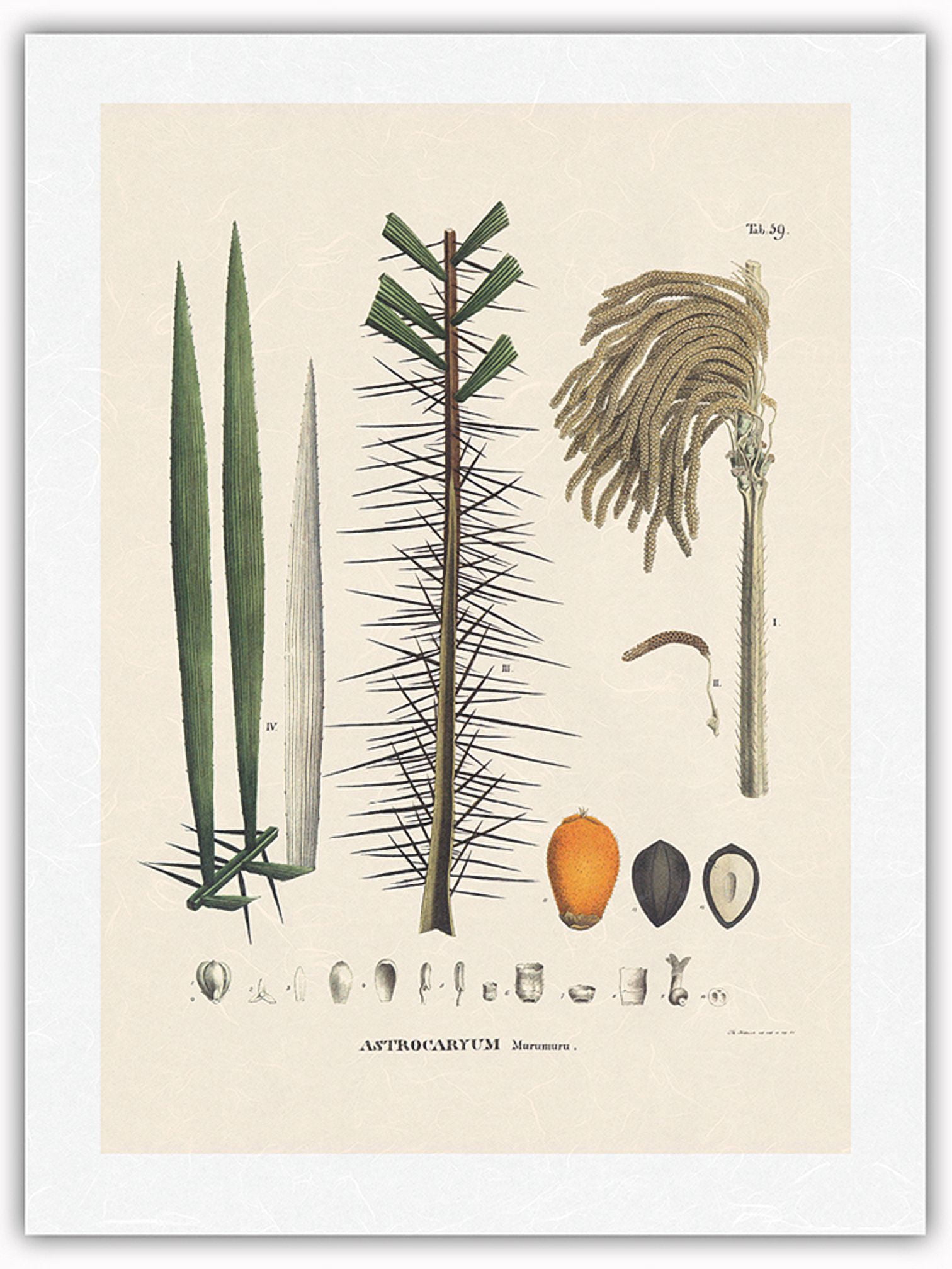 Murumuru Palm Tree (Astrocaryum Murumuru) - Flower and Seed - Vintage ...