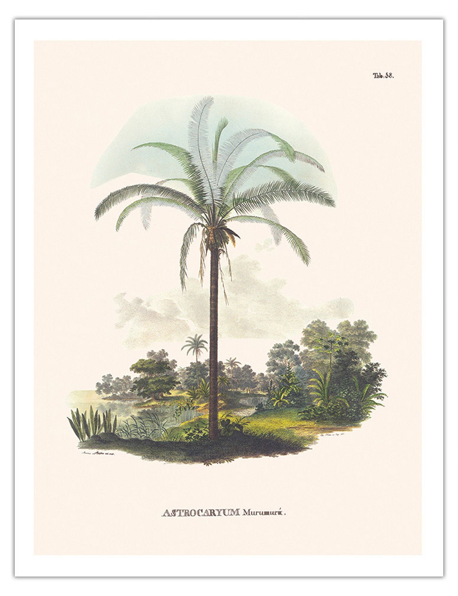 Murumuru Palm Tree (Astrocaryum Murumuru) - Pará Brazil - Vintage ...