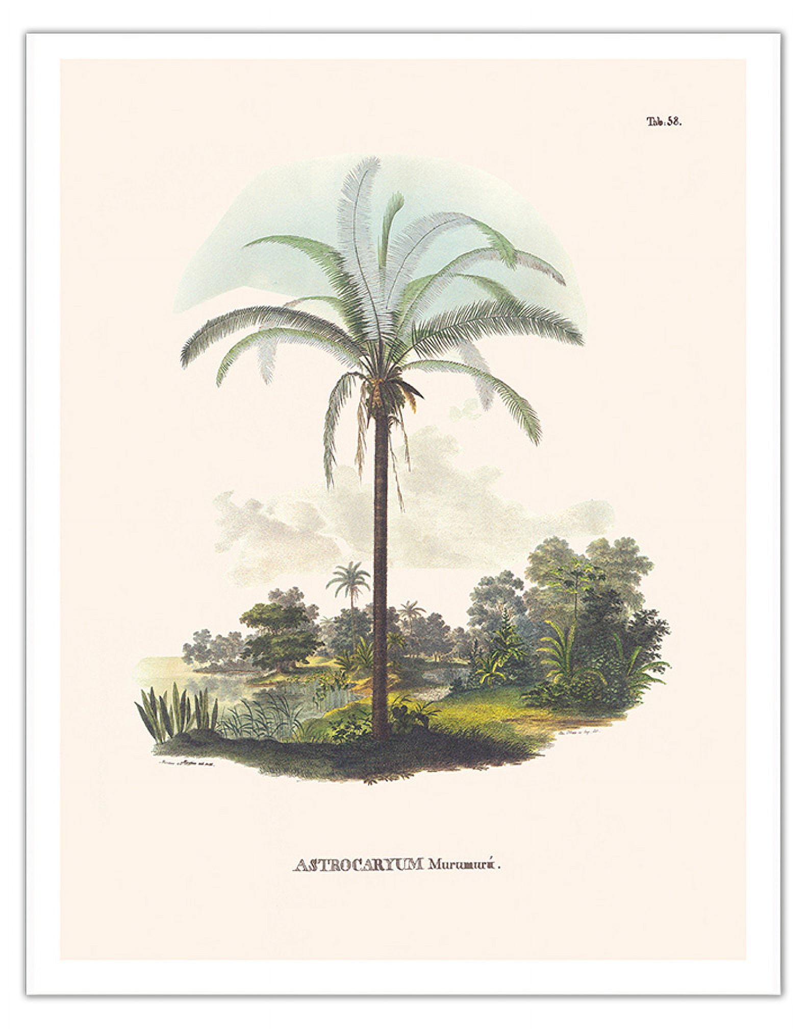 Murumuru Palm Tree (Astrocaryum Murumuru) - Pará Brazil - Vintage ...