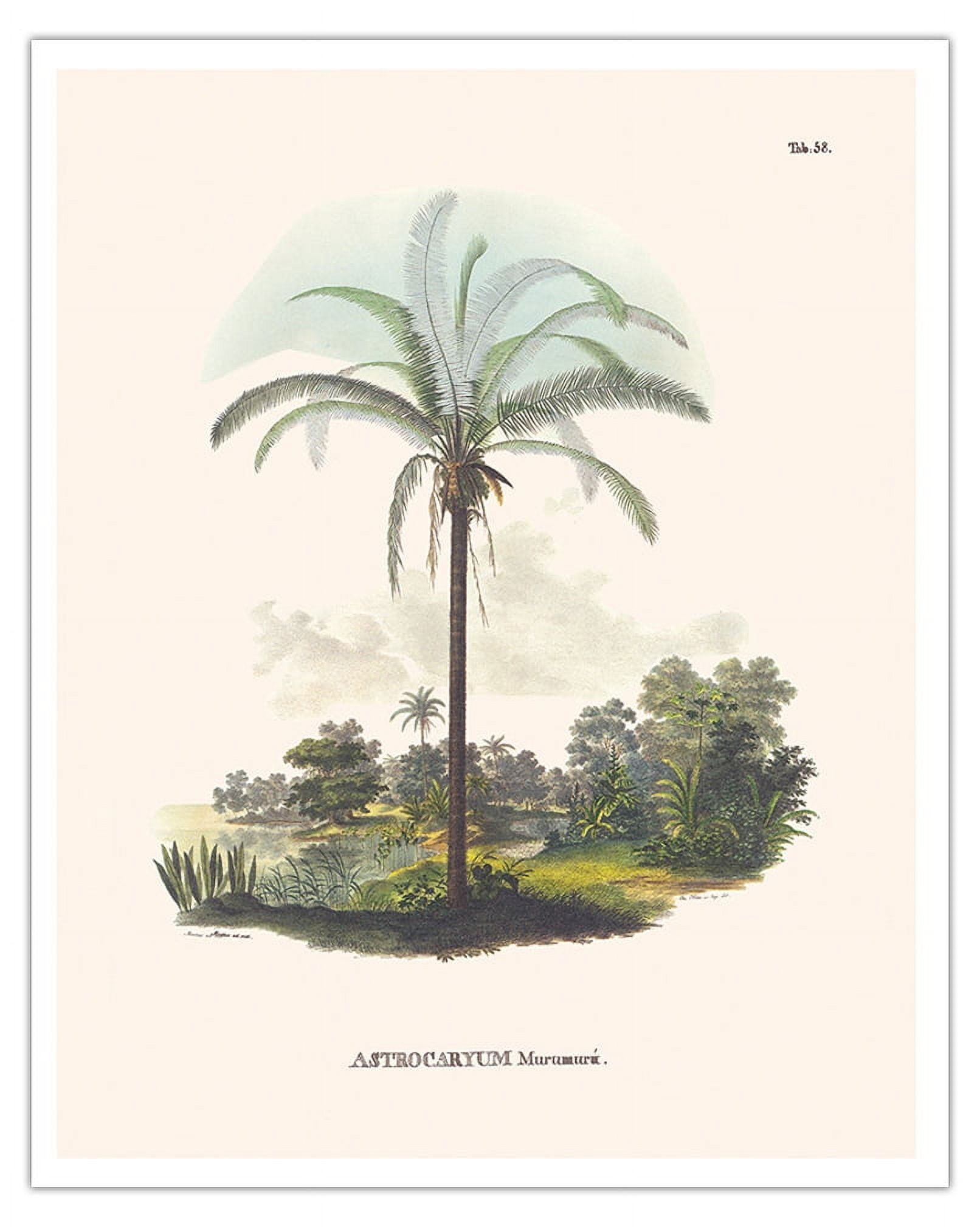 Murumuru Palm Tree (Astrocaryum Murumuru) - Pará Brazil - Vintage ...