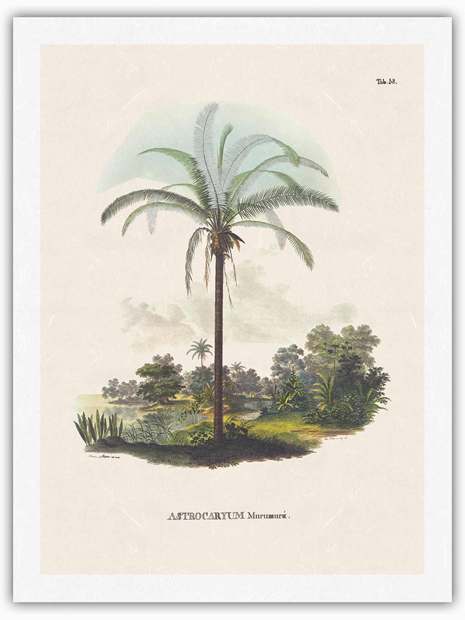 Murumuru Palm Tree (Astrocaryum Murumuru) - Pará Brazil - Vintage ...