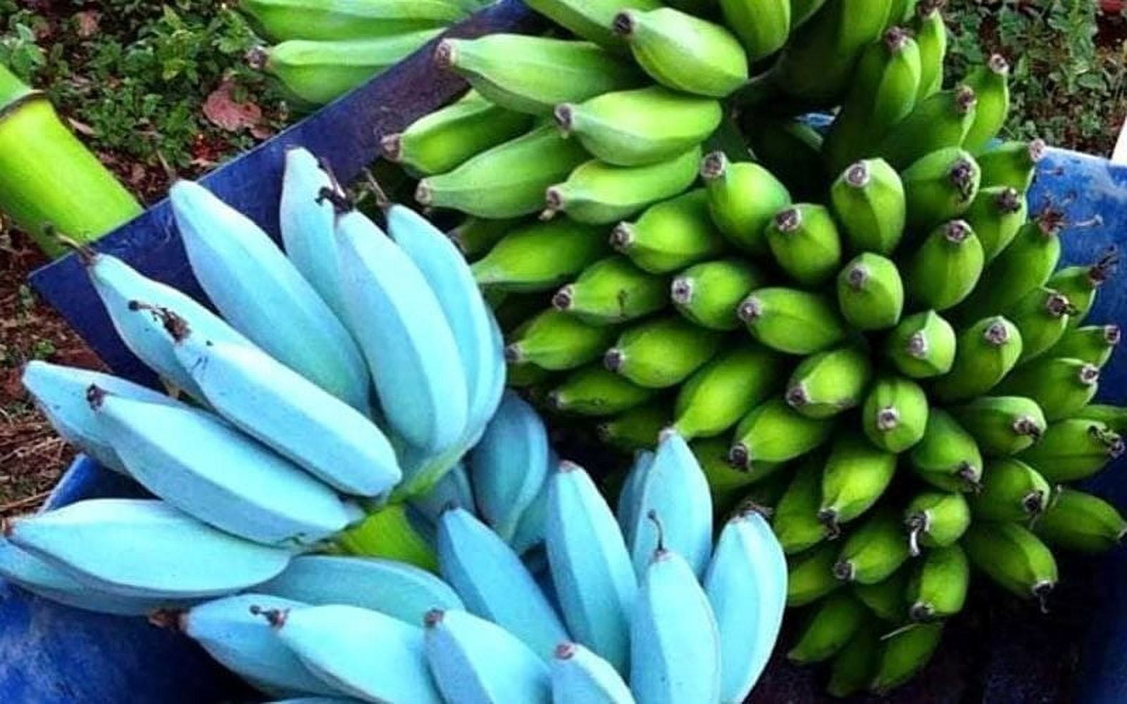 Musa - Ice Cream (Blue Java) Live Small Starter Banana Tree, Ships Bare ...