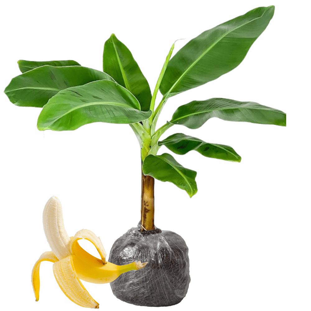 Musa Lacatan Banana Plant Live 4 To 6 Inches, Live Musa Banana Tree ...