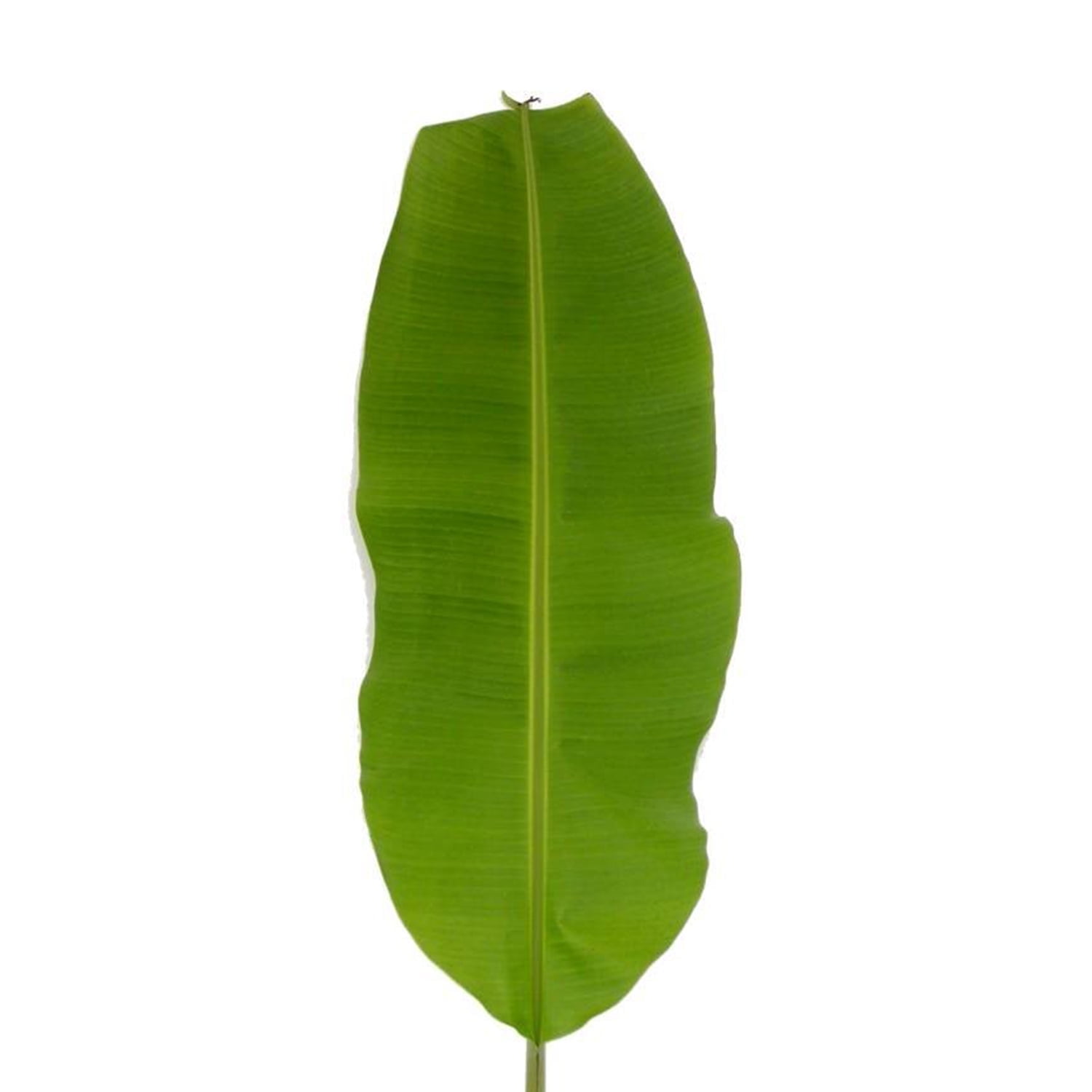 Musa Leaf - Farm Direct Fresh Cut Flowers - 30 Stems - Walmart.com