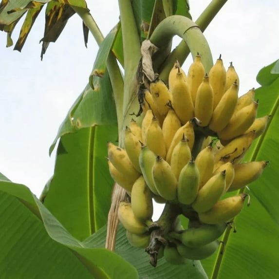 Musa Namwah Banana Tree Cold Hardy Bananas Fruit Tree 4-6"Tall ...