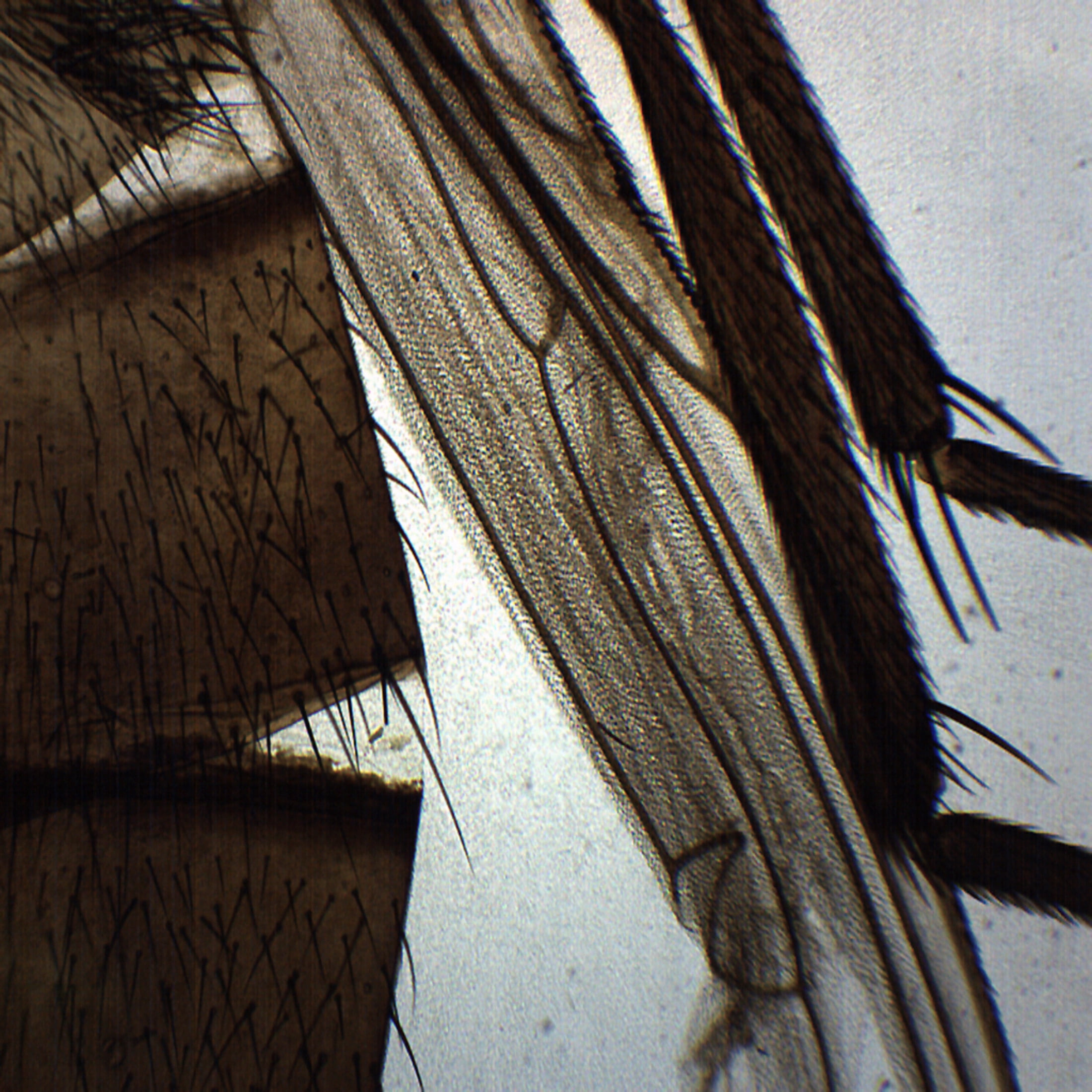 Musca Domestica, Wholemount - Prepared Microscope Slide - 75 x 25mm ...