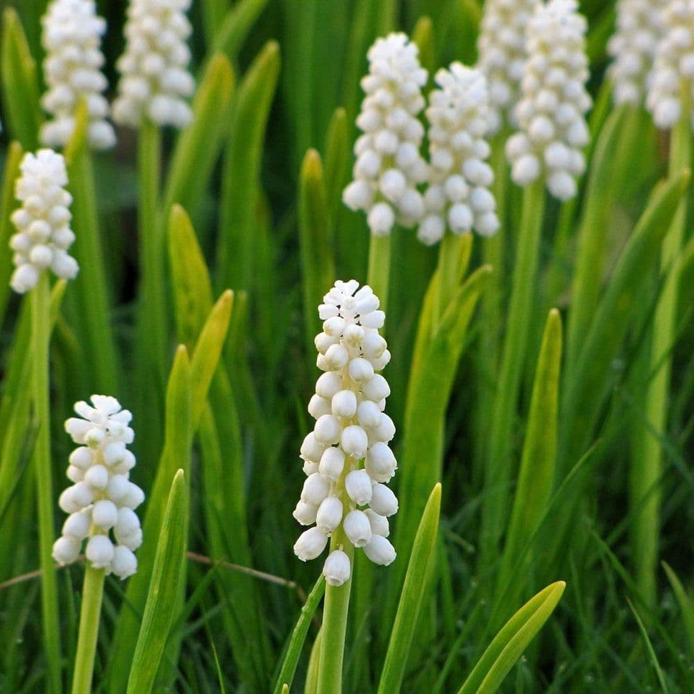 Muscari Grape Hyacinth 'Album' (Muscari armeniacum) Size 6/+ cm, Bulbs ...