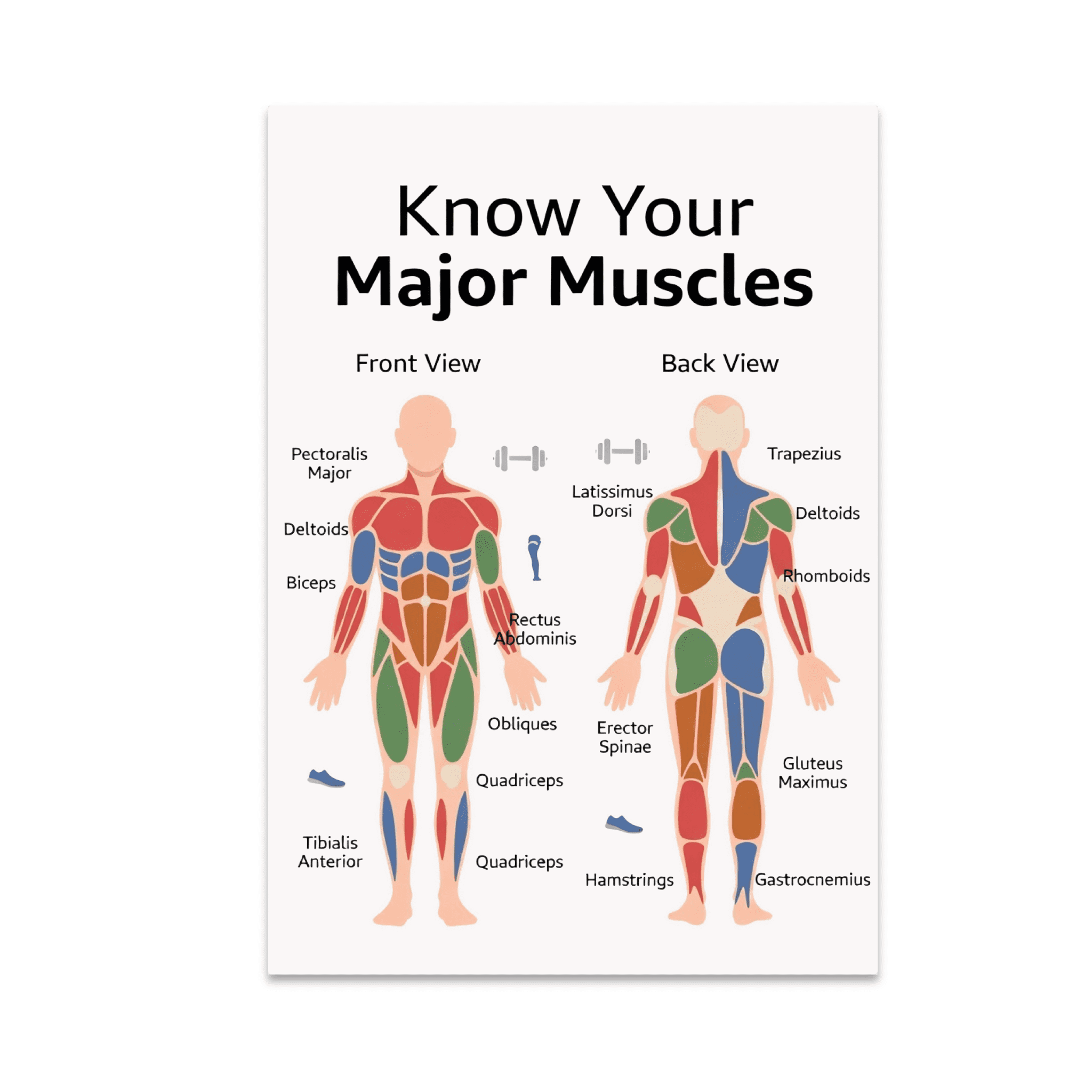 Muscle Anatomy Chart - Fitness Enthusiast - 13x19 Poster Print ...