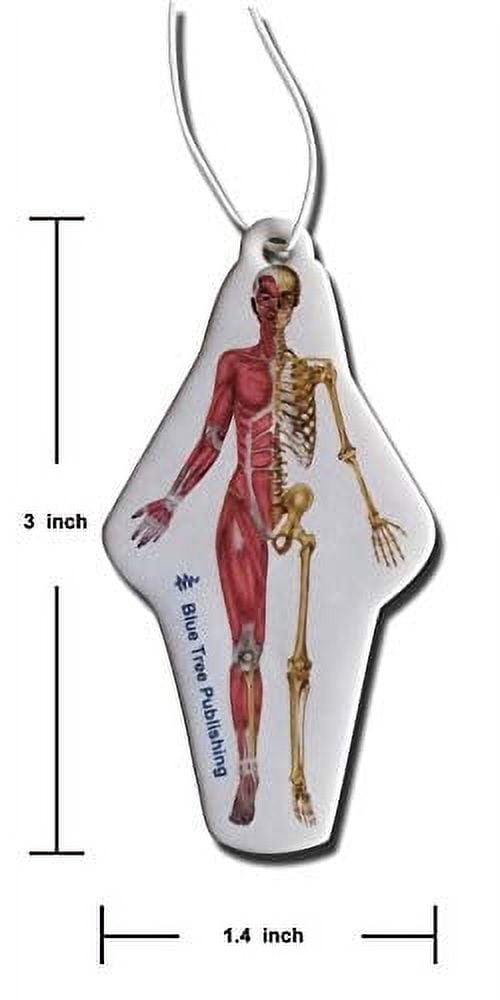 Muscle Anatomy Female and Male Dry Erase Clipboard Two Sided (Skeletal ...