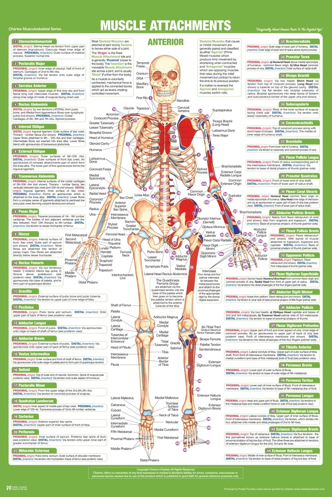 Muscle Attachment Anatomy Chart Human Body Anterior Skeleton Nursing ...