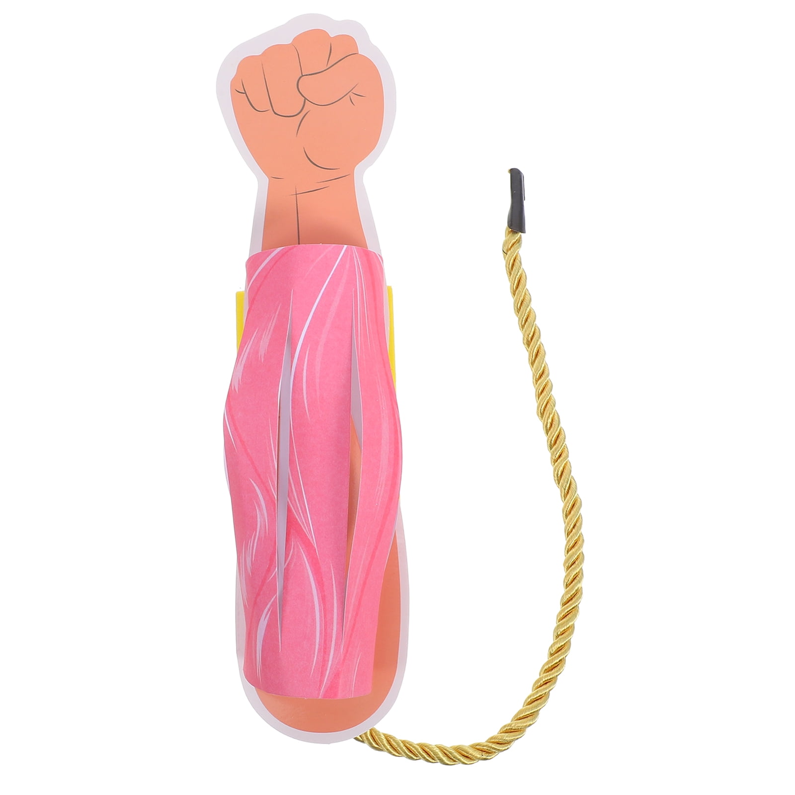 Muscle Display Model Anatomy Models Muscle Model Man 14.00X6.00X6.00CM ...