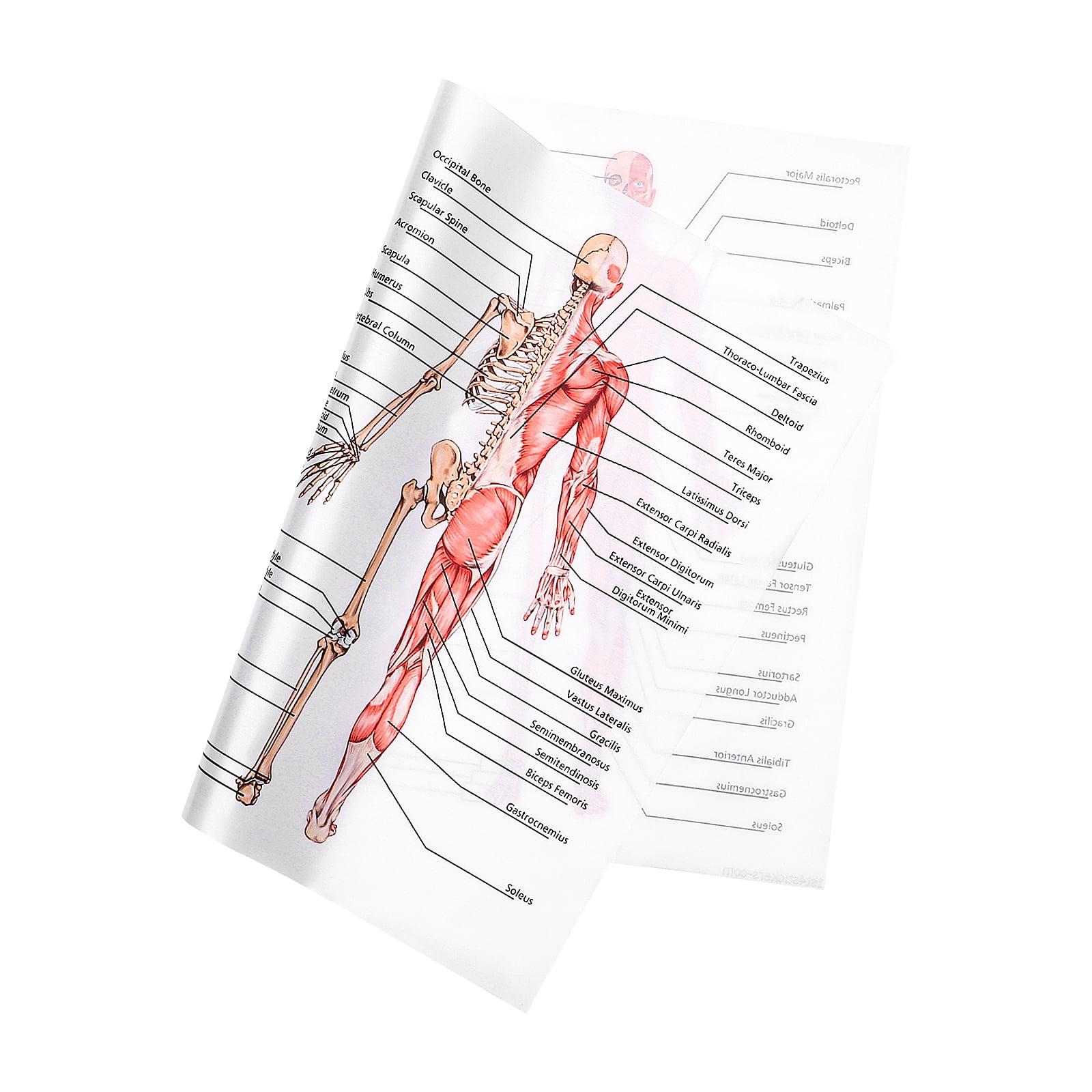 Muscle Poster Anatomy Human Dissection Hanging Educational - Walmart.com