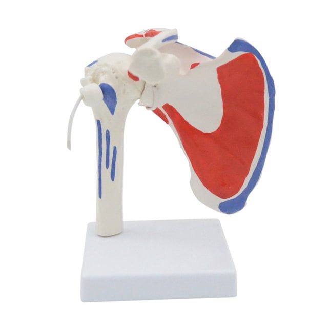 Muscle Shoulder Model, Human Anatomy Right Shoulder Joint Muscle Model ...