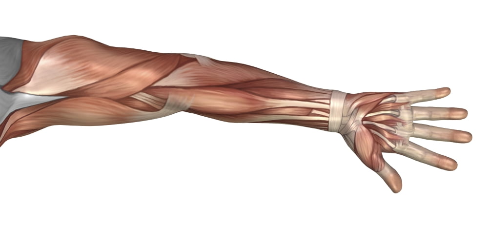 Muscle anatomy of the human arm, anterior view Poster Print (40 x 19 ...