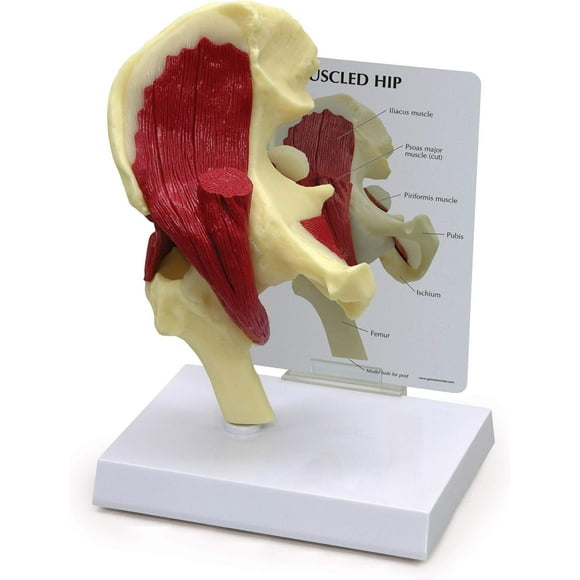 Hip Joint Anatomy