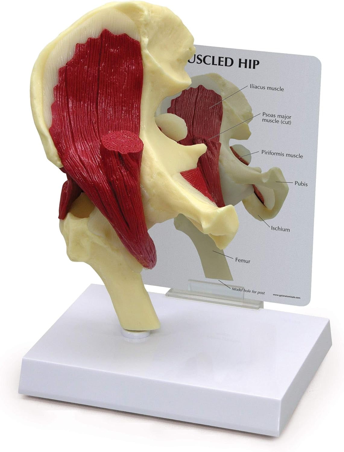 Muscled Hip Model, of Right Hip Joint with Muscles for Human Anatomy ...