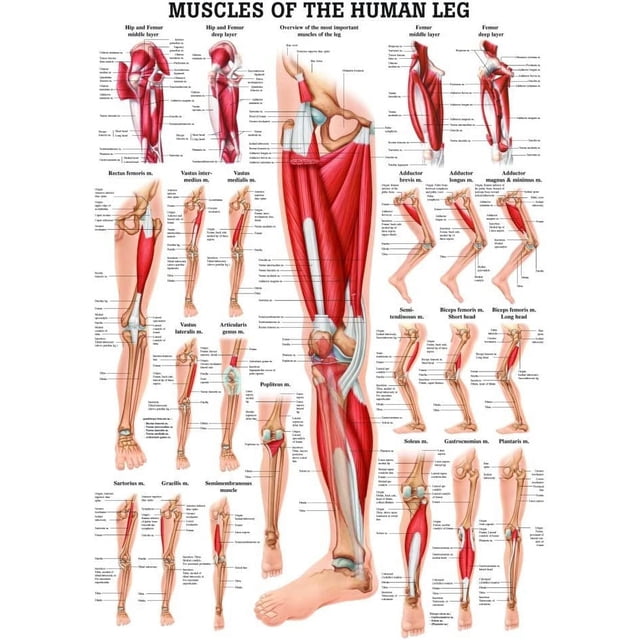 Muscles of the Leg Laminated Anatomy Chart by - Walmart.com