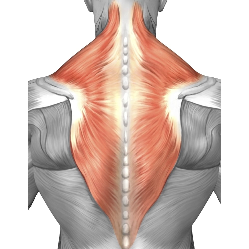 Muscles of the back and neck Poster Print - Walmart.com