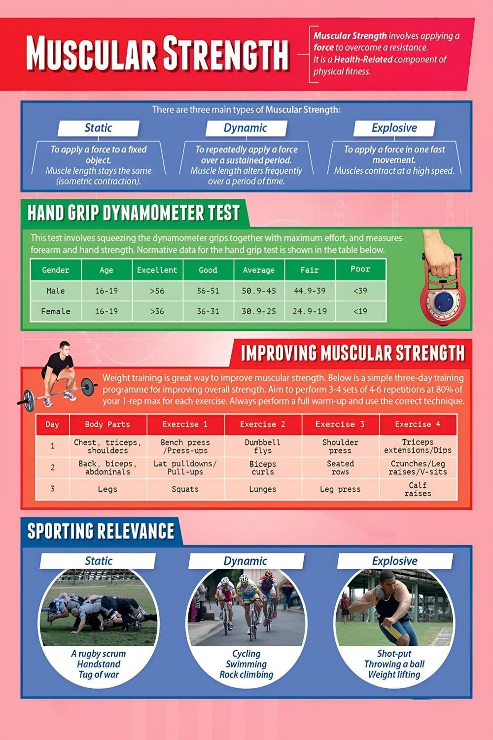 Muscular Strength PE Posters Physical Education Charts for the ...