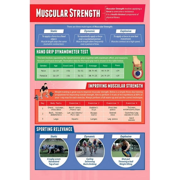 Muscular Strength PE Posters Physical Education Charts for the ...
