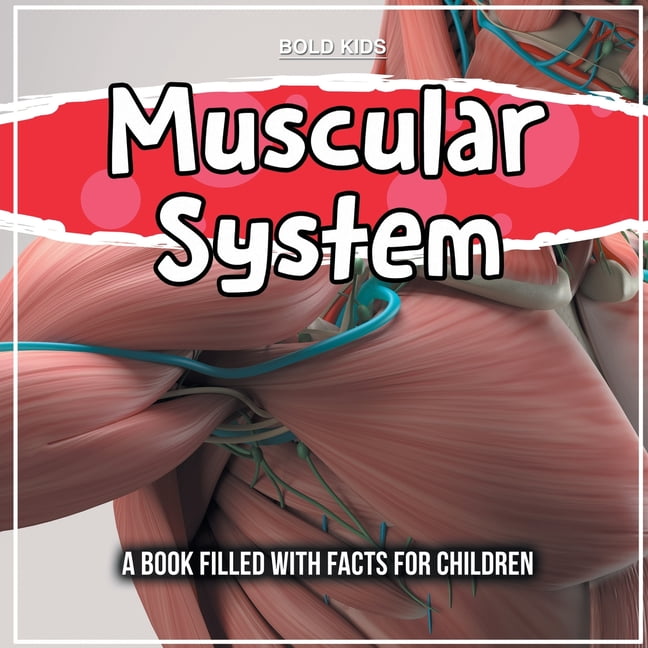 Muscular System For Kids