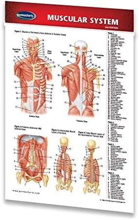 Muscular System Guide - Medical Pocket Chart - Anatomy Quick Reference ...
