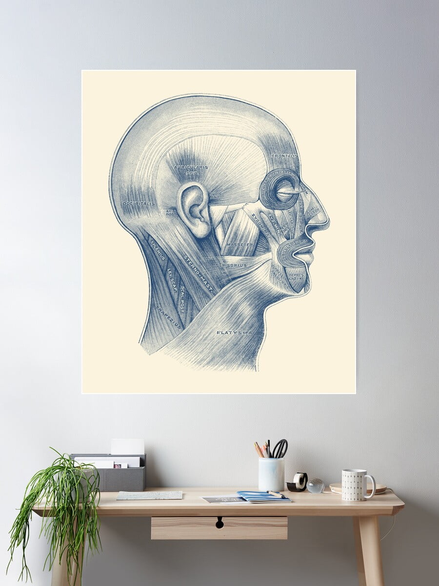 Muscular System Surrounding Brain - Anatomy Diagram Poster Wall Art ...